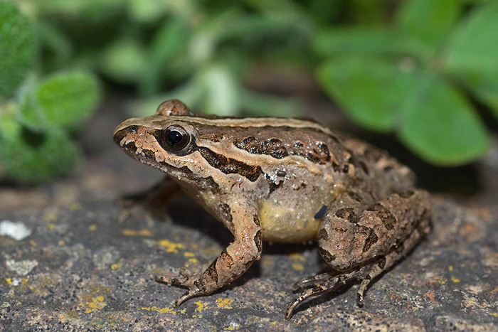 Discoglossidae :: Jan's Naturepix