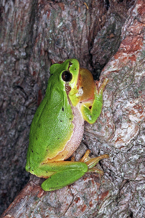 Hylidae :: Jan's Naturepix