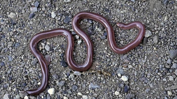 Ophidia :: Jan's Naturepix