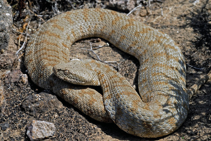Viperidae :: Jan's Naturepix