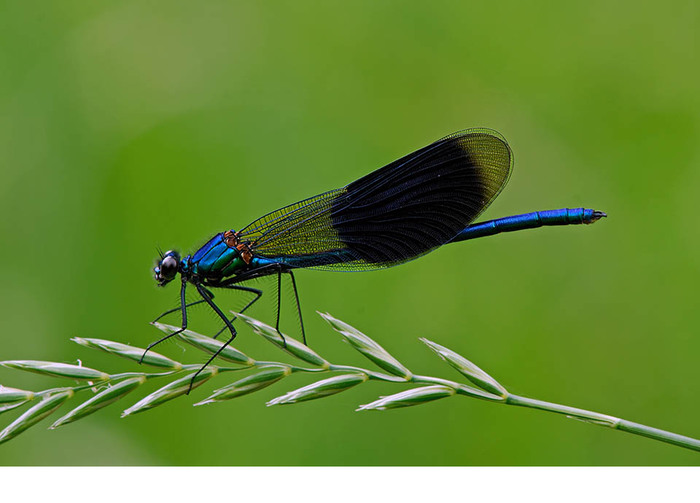 Calopterygidae :: Jan's Naturepix