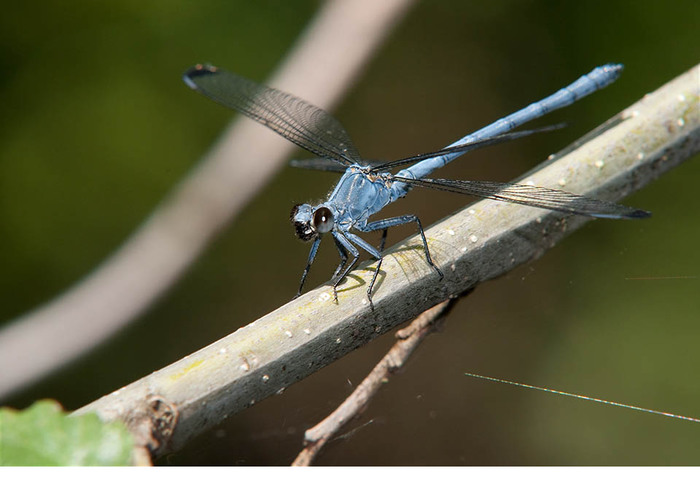 Euphaeidae :: Jan's Naturepix