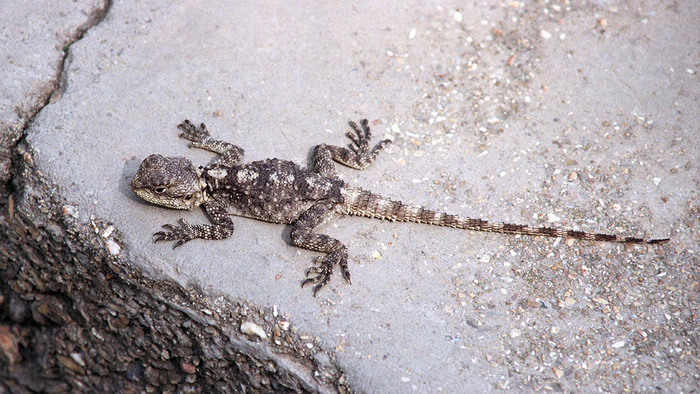 Agamidae :: Jan's Naturepix